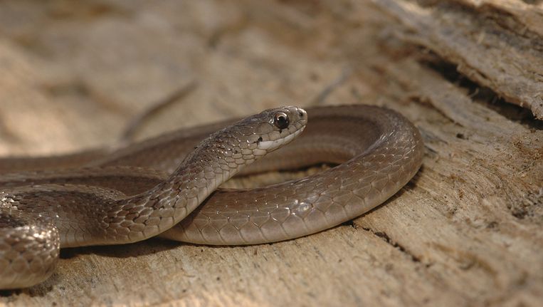 Kleuter broedt eieren van zeer giftige slangen uit | Het Parool