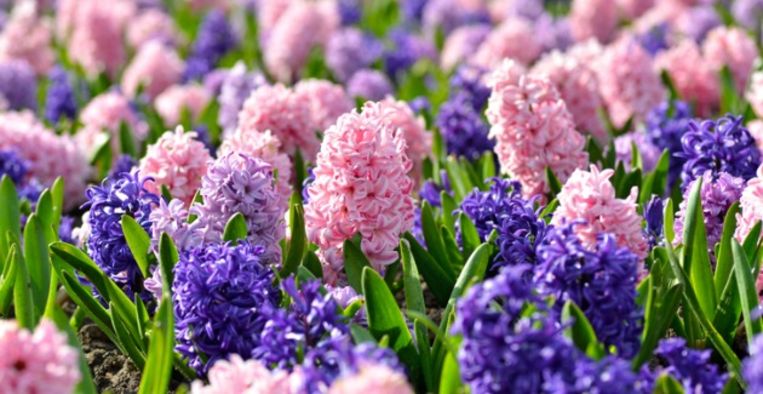 Déze kleurrijke bloemen en planten bloeien al in maart | Libelle