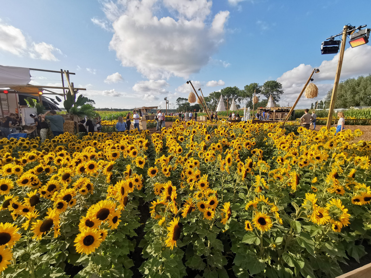 IN BEELD. Campo Solar in Damme start onder stralende zon | Foto | hln.be
