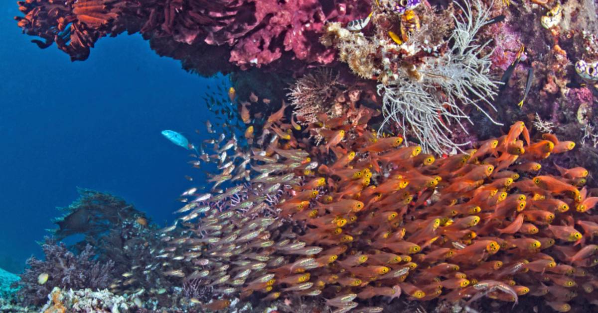Les océans acidifiés font perdre leur instinct de survie aux poissons ...
