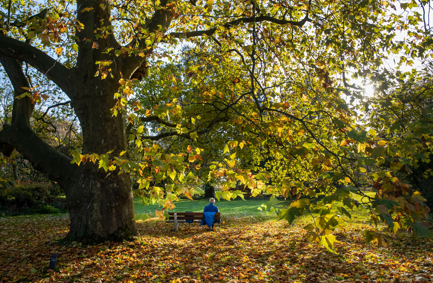 Nog even genieten van fraaie herfstkleuren in het Belmonte Arboretum ... Nog even genieten van fraaie herfstkleuren in het Belmonte Arboretum ...