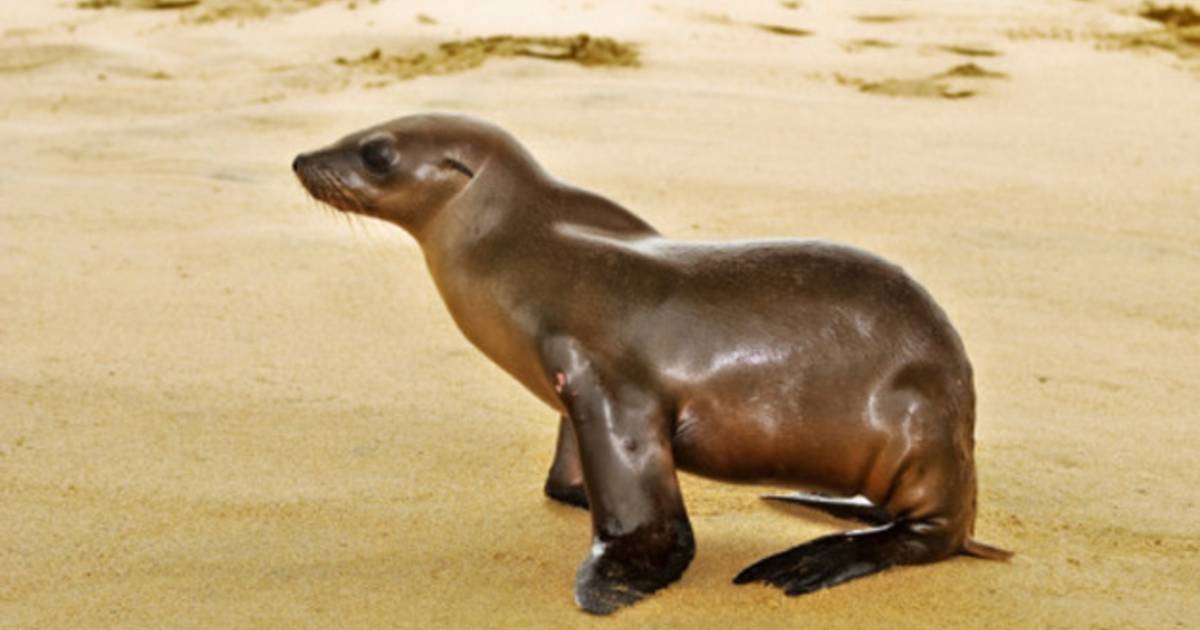 Naissance d'une otarie de Californie au Mont Mosan | Ecologie | 7sur7.be