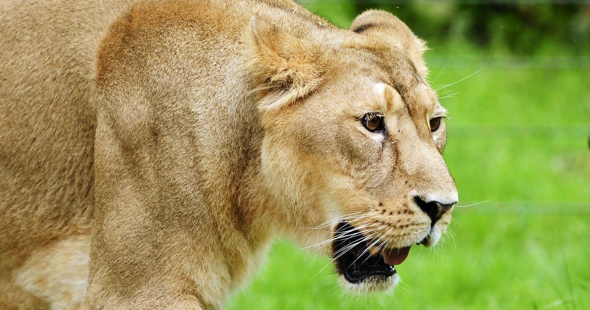Ontsnapte leeuwin Rani (2) naderde tot op 10 meter van bezoekers ...
