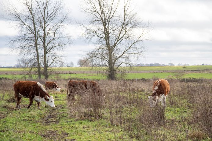 Nieuwe bewoners voor Buggenhout Bos: Vier Herford runderen nemen ...