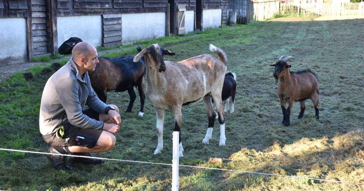CL-bacterie vastgesteld, kinderboerderij euthanaseert 13 geiten ...