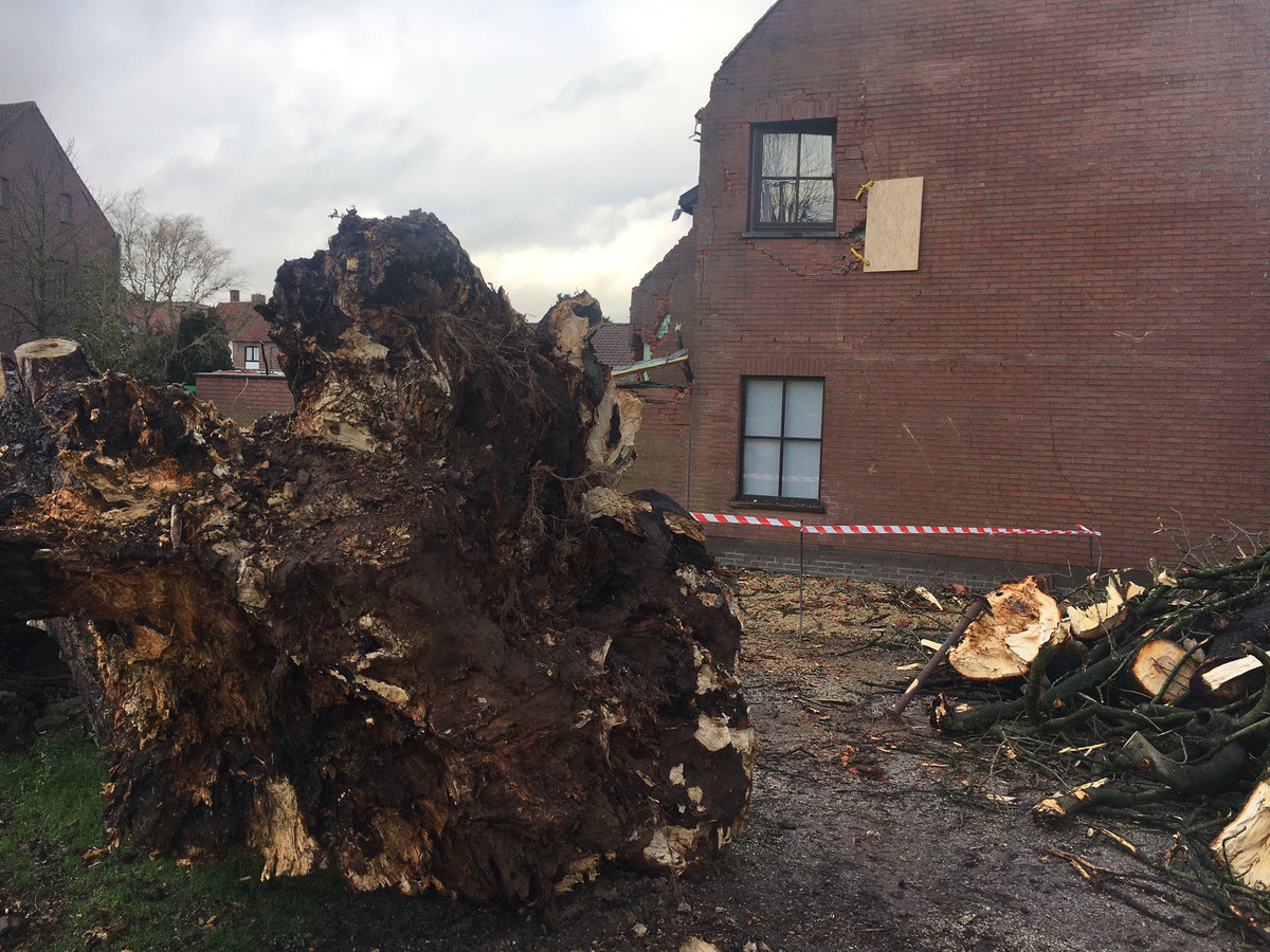 Storm Bella blaast eeuwenoude boom op woning van kapster Christel ...