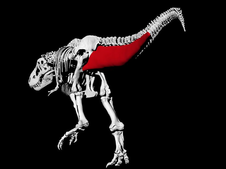 De T. rex wandelde in mensentempo | De Volkskrant