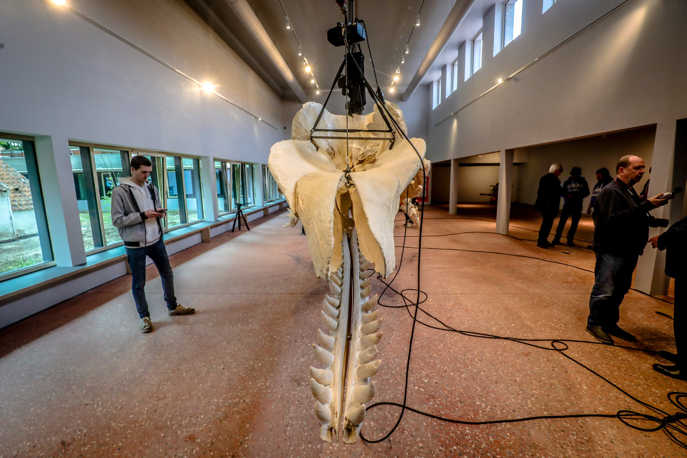 Potvis Valentijn hangt 35 jaar na zijn overlijden aan plafond van ...