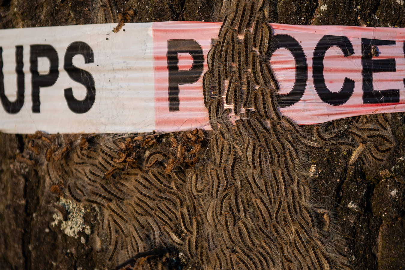 Overlast van processierups in Zuidoost-Brabant stijgt explosief | Foto | ed.nl