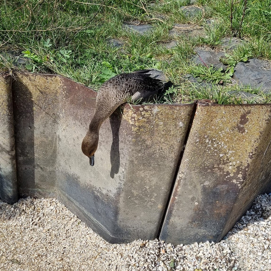 Stille ramp op het Haringvliet: honderden dode vogels in het gifgroene ...