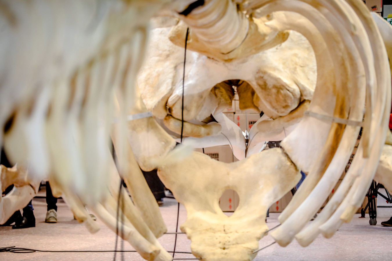 Potvis Valentijn hangt 35 jaar na zijn overlijden aan plafond van ...