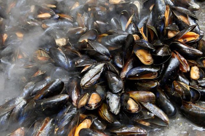 Belgen gaan eigen mosselen kweken voor Zeeuwse kust | Zeeuws nieuws ...
