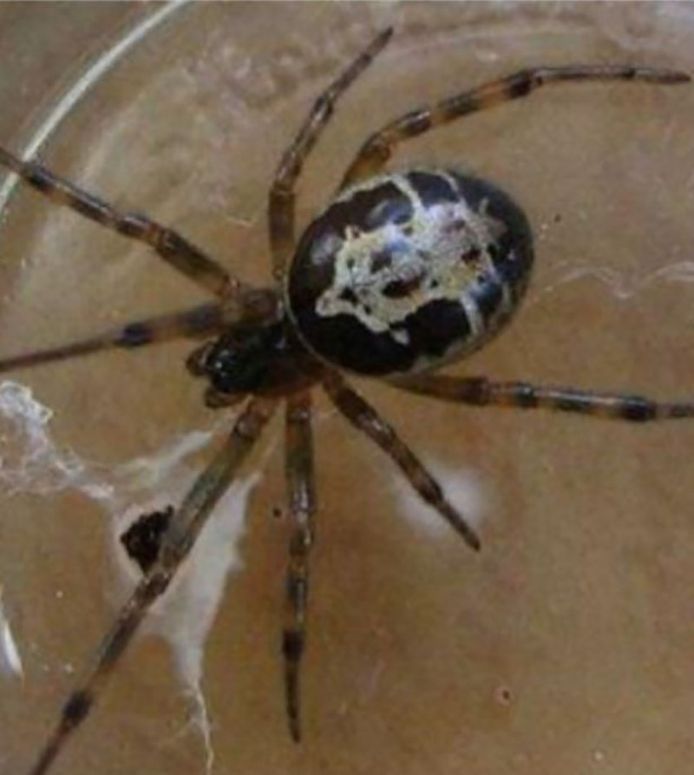 Huid van Brit verschroeid door spinnenbeet | Buitenland | AD.nl