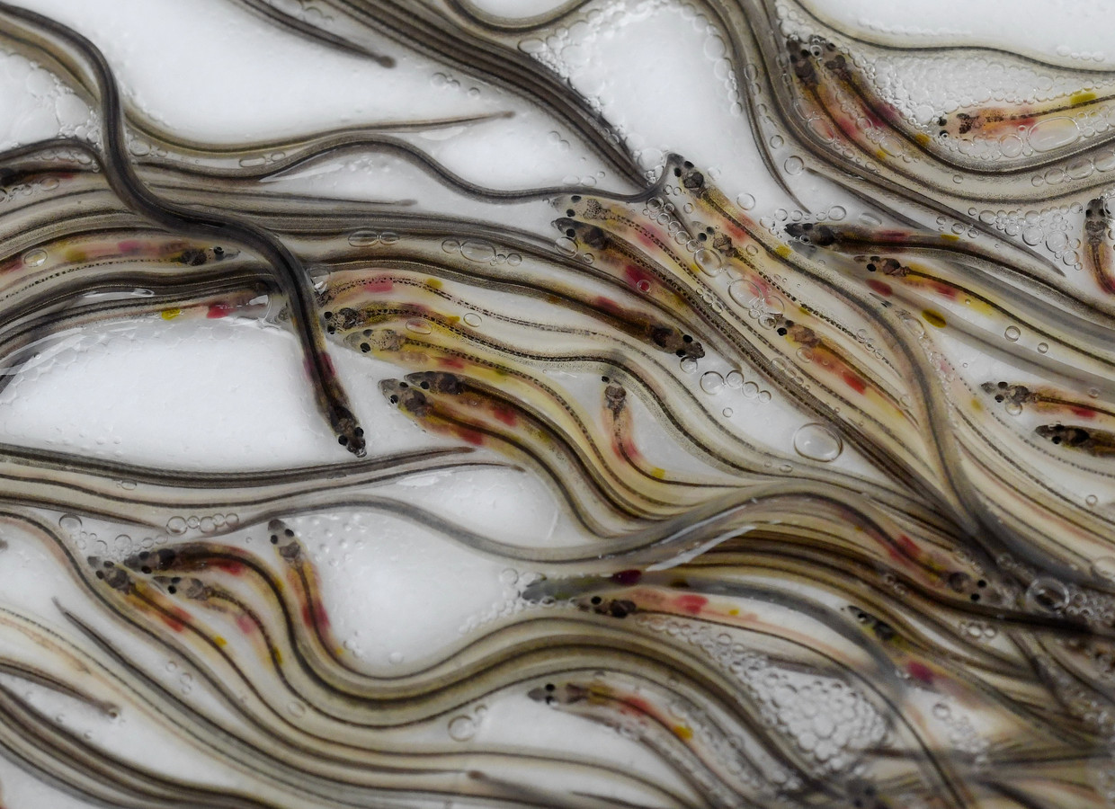 Er wordt een enorme hoeveelheid glasaal door Chinese palingmaffia ...