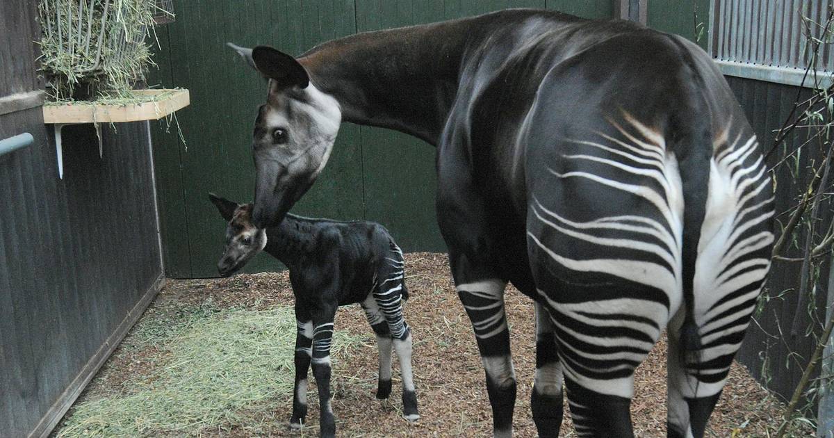 VIDEO | Pril geluk! Zeldzame okapi geboren in Diergaarde Blijdorp | Home | AD.nl
