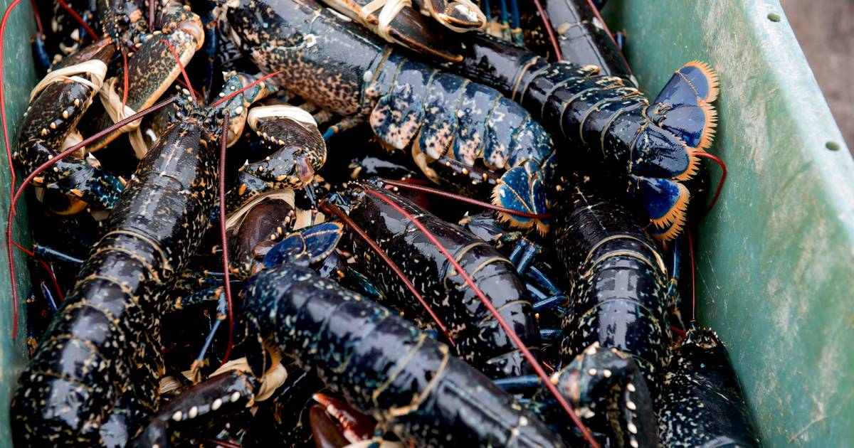 Verkoop van bont, levende kreeften en krabben op Amsterdamse markten ...