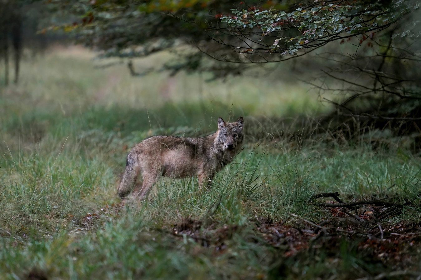 Roep om geld voor meer hekken tegen de wolf: ‘Schapen en geiten zijn ...