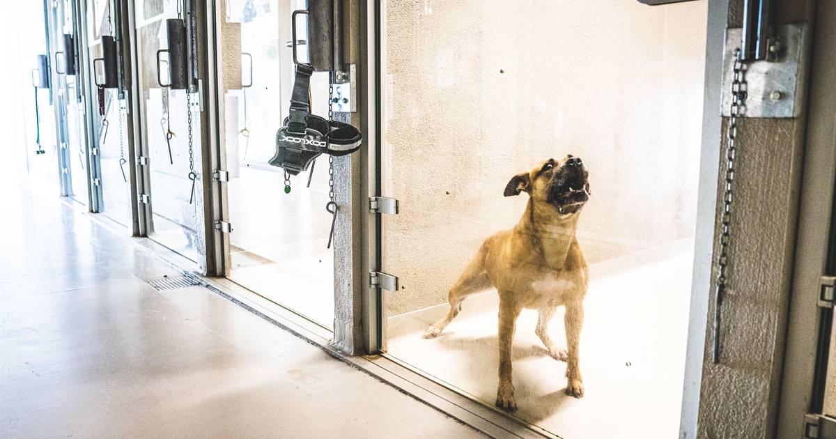 Dierenasiel moet tóch hogere muren zetten na klachten over blaffende ...