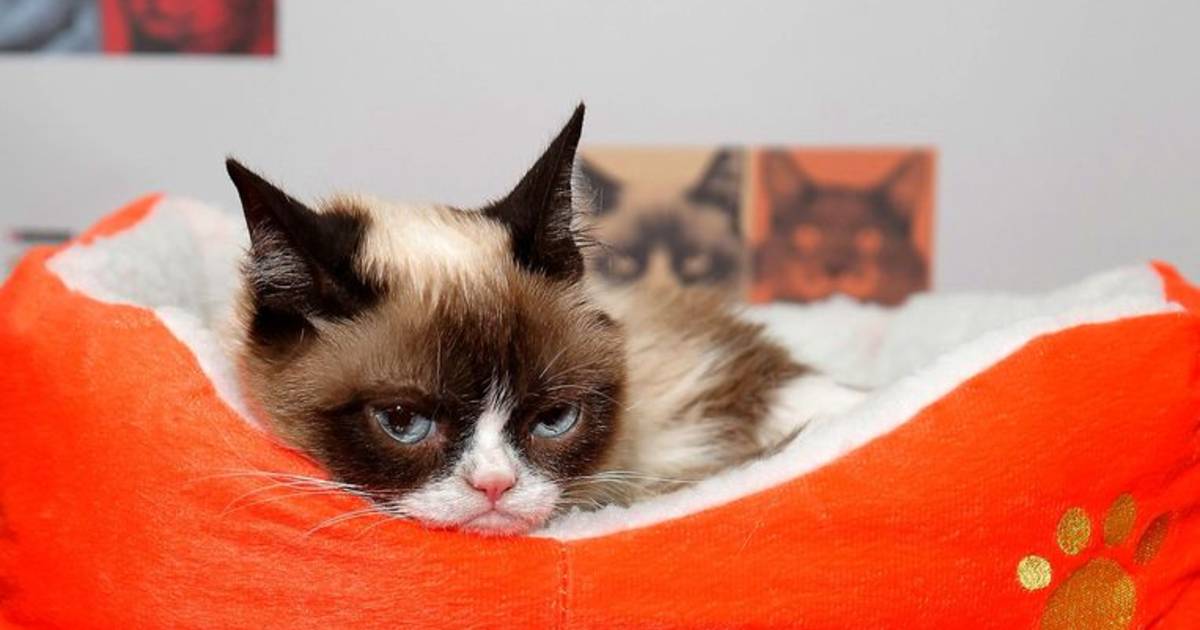 Gek op katten? Dit weekend kun je 72 minuten lang kattenfilmpjes kijken ...