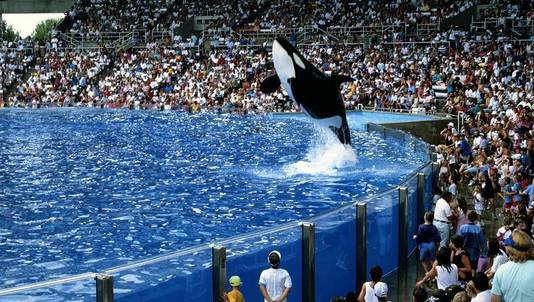 Orka springt uit waterbassin en doodt trainer in SeaWorld | Dieren | hln.be