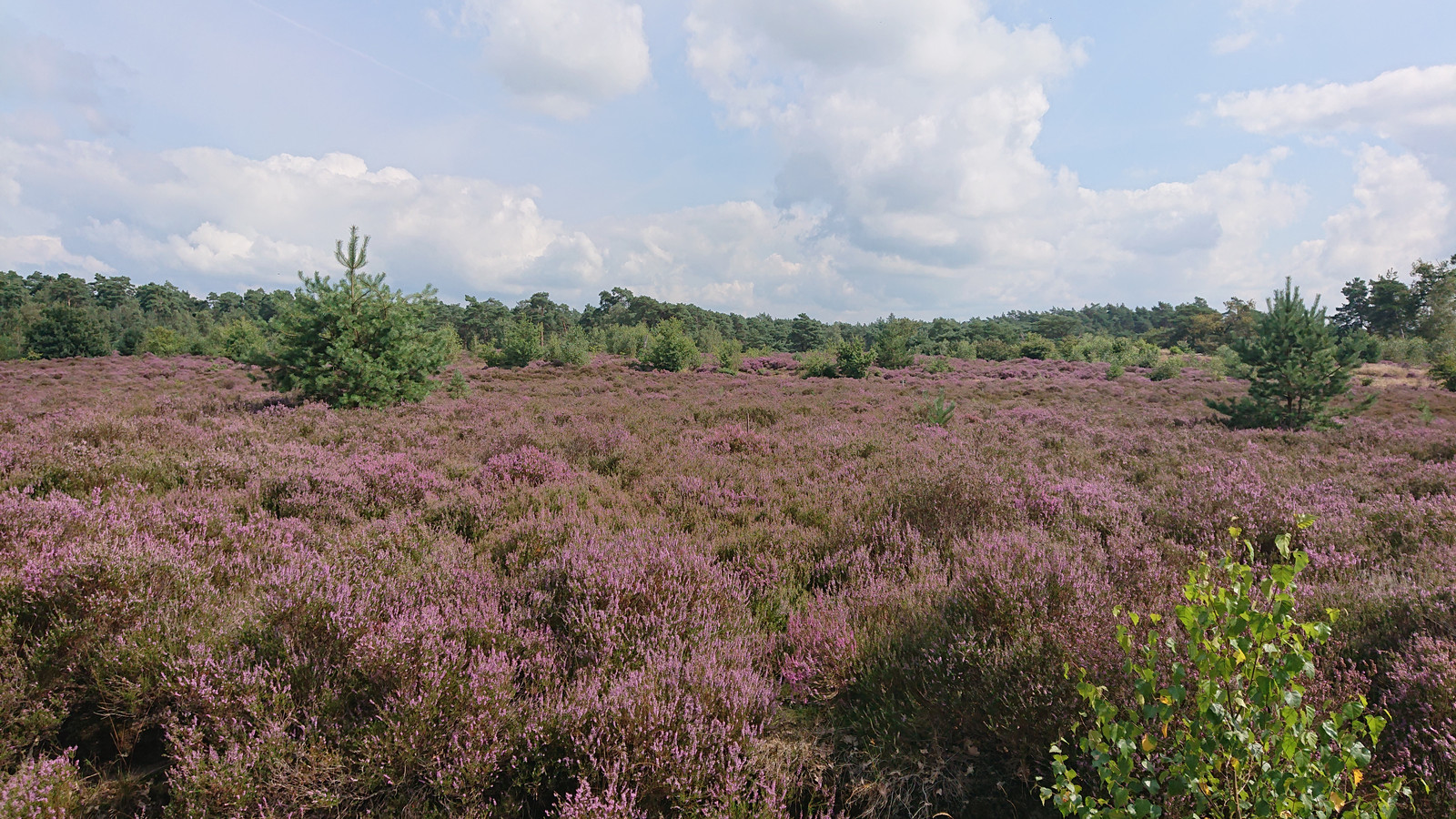 Kijk en geniet: dit zijn de mooiste heidefoto’s van regio Utrecht ...