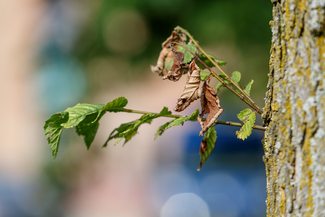 Gorcumse iepen getroffen door de iepziekte en daarom worden ze gekapt ...