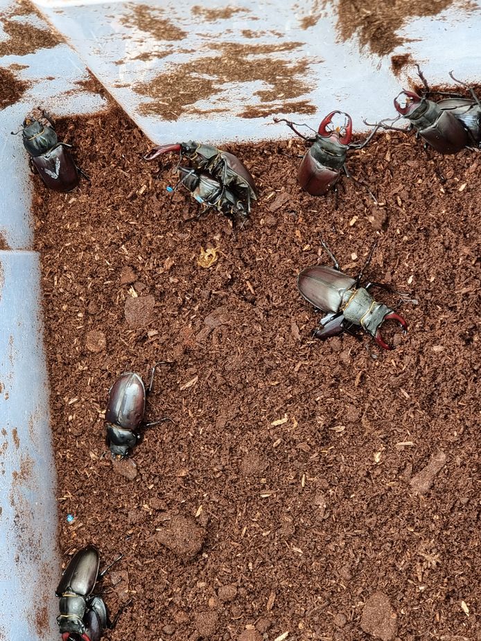 Vlaamse primeur in Huizingen: wetenschappers zetten grootste kever van ...