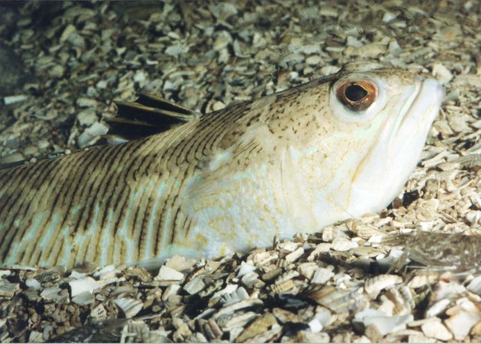 Prik van een pieterman? Direct onder de hete kraan, dan is het (meestal ...