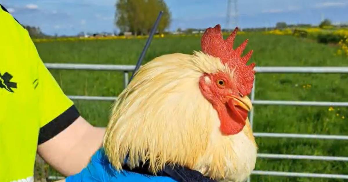 Haan met ‘ernstig misvormde poten’ gedumpt in Alblasserbos, dierenasiel ...