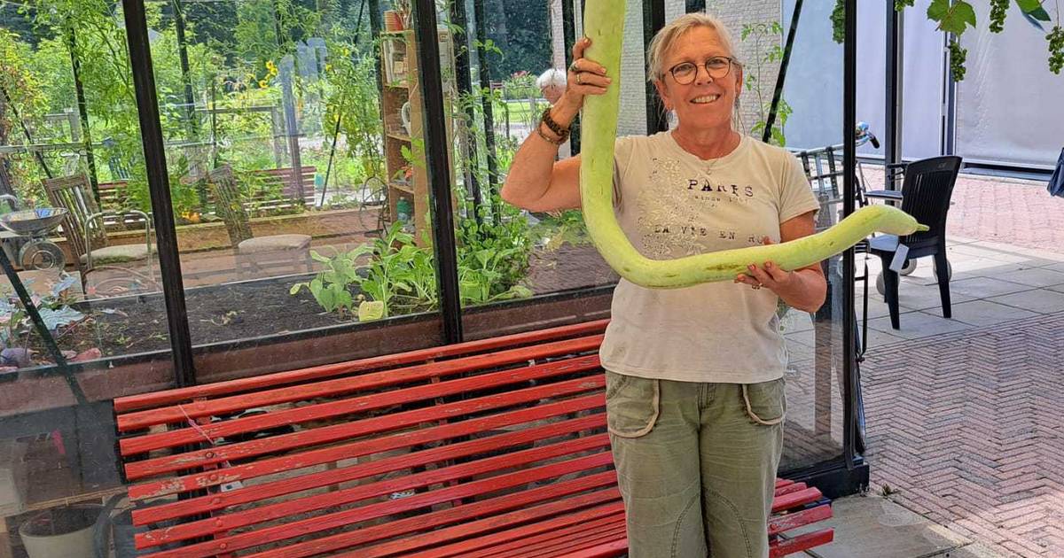 Zwolse kas opgeschrikt door groen gevaarte: het is geen slang, maar wat ...