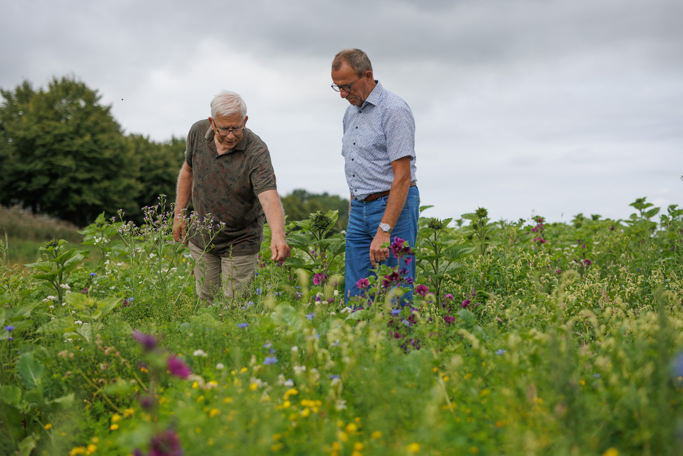 Meer patrijzen dankzij boeren die stukjes land opofferen: ‘Heeft wel ...