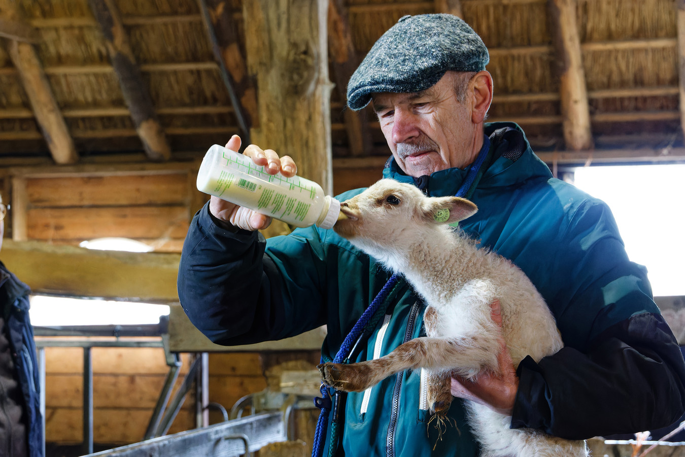 Lammetjes knuffelen, lentekriebels in Schijndel | Foto | AD.nl