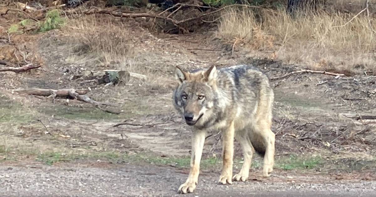 Wolf gaat achter filmende fietser aan op Park de Hoge Veluwe | Ede ...