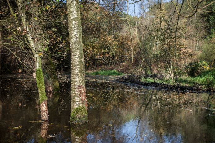 Bosbeek in Maaseik staat droog door werk van de bever | Maaseik | hln.be
