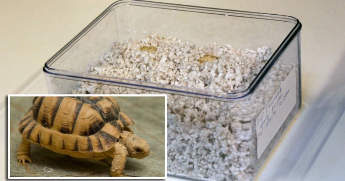 Schildpadden leggen al eieren in Amersfoort | Binnenland | gelderlander.nl