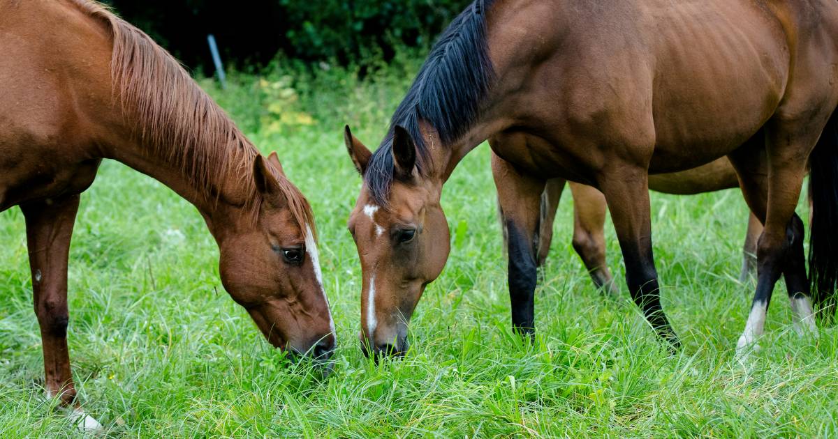 Dierenartsen uit Hellendoorn halen mysterieuze bult uit paard: ‘Nog ...