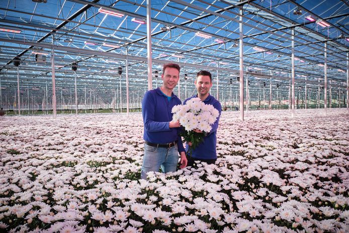 Beyond Chrysant doet het allemaal anders: ‘De tuinbouw is in heel veel dingen heel goed ...