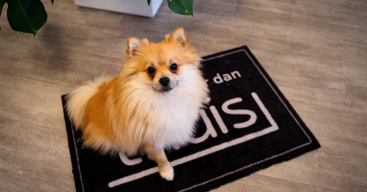 Schoothondje Lior is de nieuwe publiekslieveling in ‘Thuis’: “Ja, hij ...