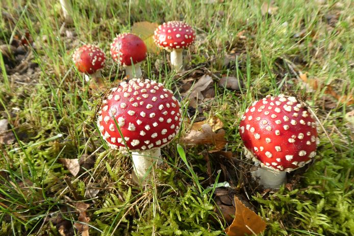 Duik plat op je buik en fotografeer het schimmelrijk: tien tips om leuk ...