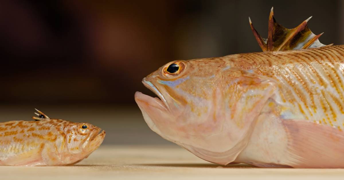 Eén van de giftigste vissen in de Noordzee zwemt steeds vaker voor onze ...