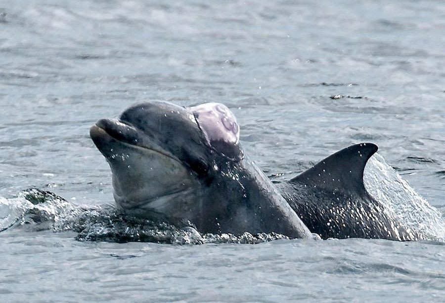 Dolfijn met hoedje op | Foto | gelderlander.nl