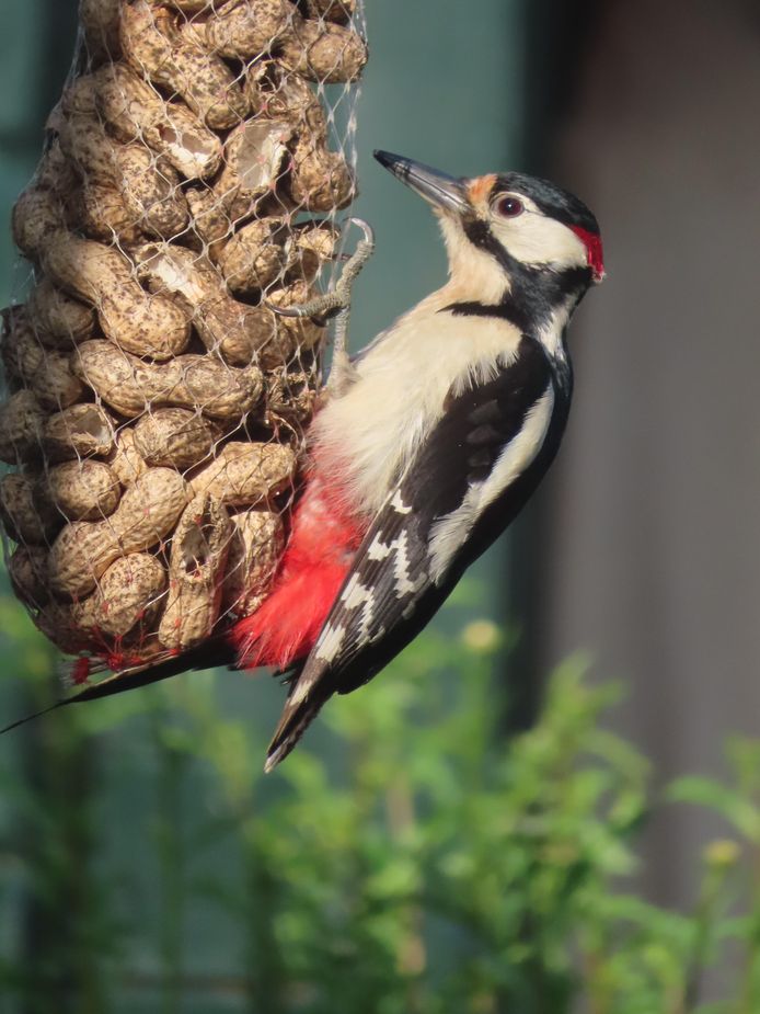 MIJN FOTO | Grote bonte specht op bezoek in Baarland | Van de lezer Zeeuws nieuws | pzc.nl