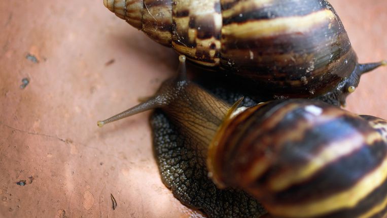 Invasie van reuzenslakken in Miami | Het Parool