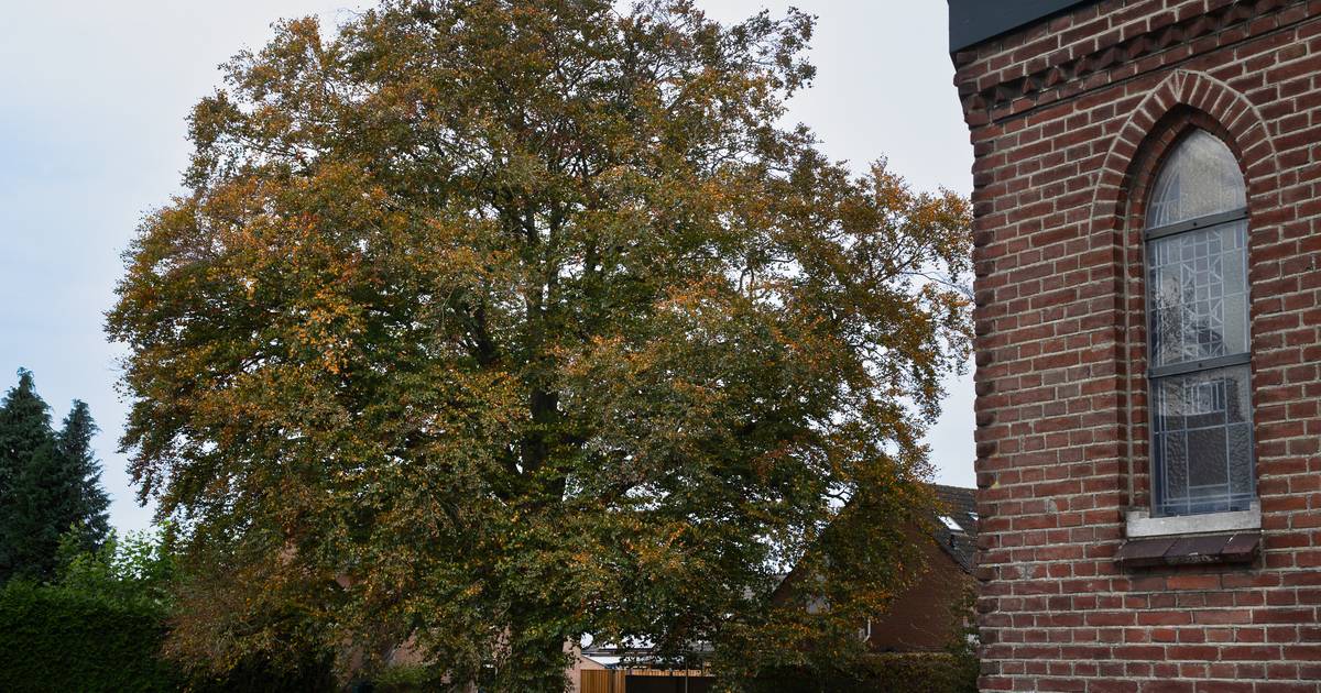 Monumentale rode beuk kan er weer tegen | Eindhoven | ed.nl