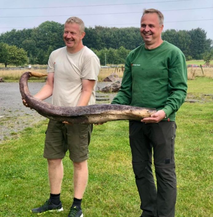 Natuurgids denkt dat hij “gigantische zeeslang” vindt, maar het blijkt iets helemaal anders ...