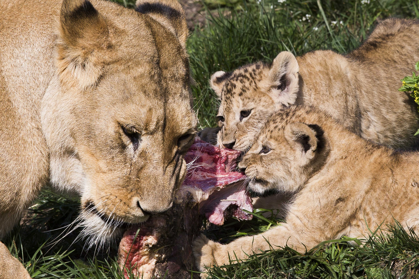 Introductie loopt tragisch af: nieuwe leeuw doodt leeuwin bij gevecht ...