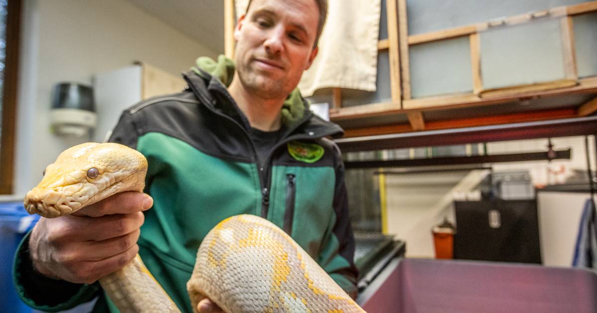 Eigenaar van netpython ‘Josephine’ is gevonden: “Het verhaal dat het dier werd gevonden, bleek ...
