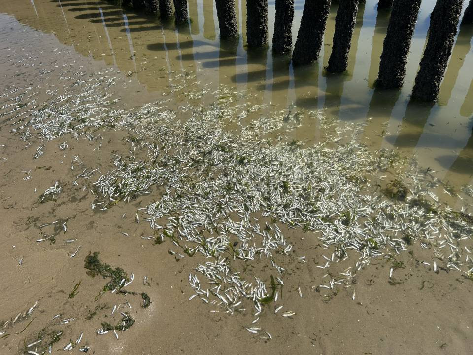 Duizenden dode visjes op het strand in Vlissingen (en dat is niks ...