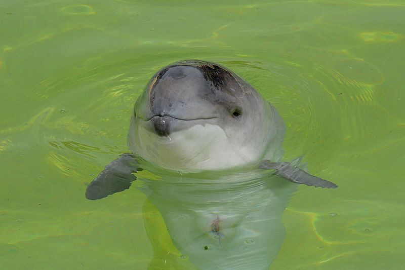 Twee bruinvissen gespot bij Maassluis: mogelijk moeder en jong | Foto ...