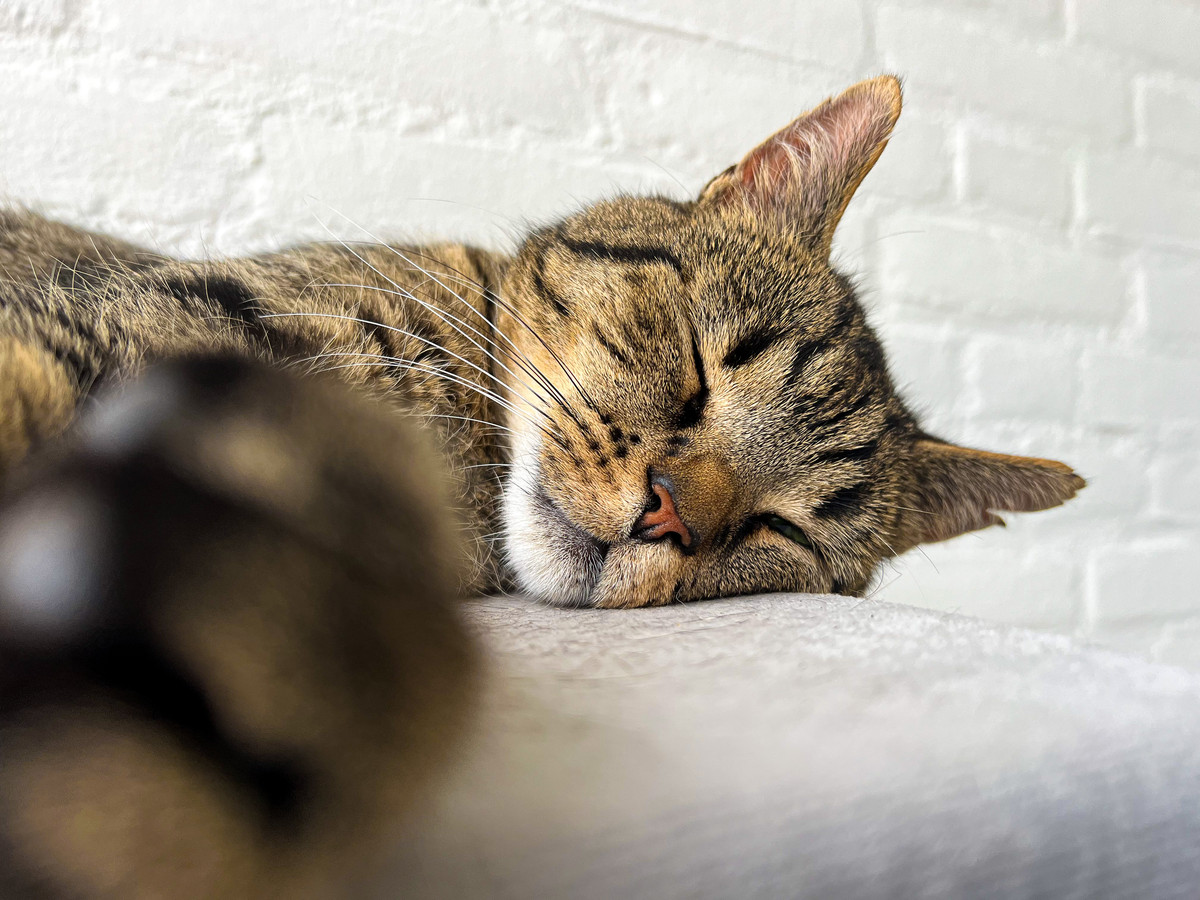 Dit zijn jullie inzendingen van de leukste katten op Wereldkattendag 2023 | Foto | AD.nl
